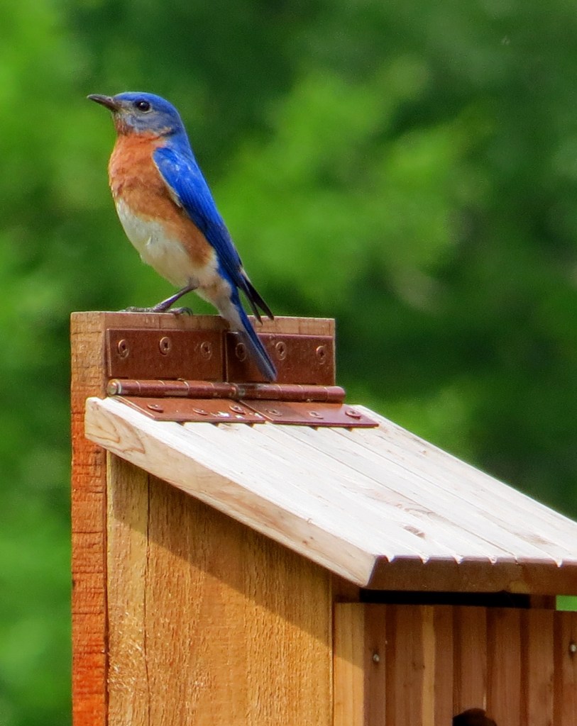 A New Bluebird Family – Yard and Pond
