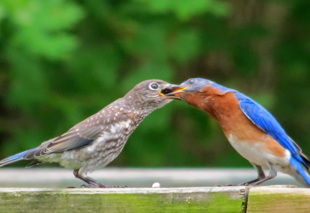A New Bluebird Family – Yard and Pond