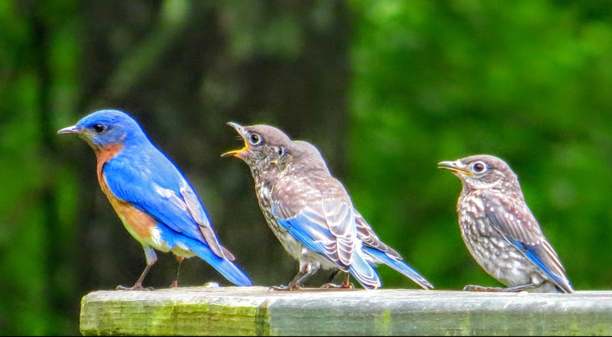 A New Bluebird Family – Yard and Pond