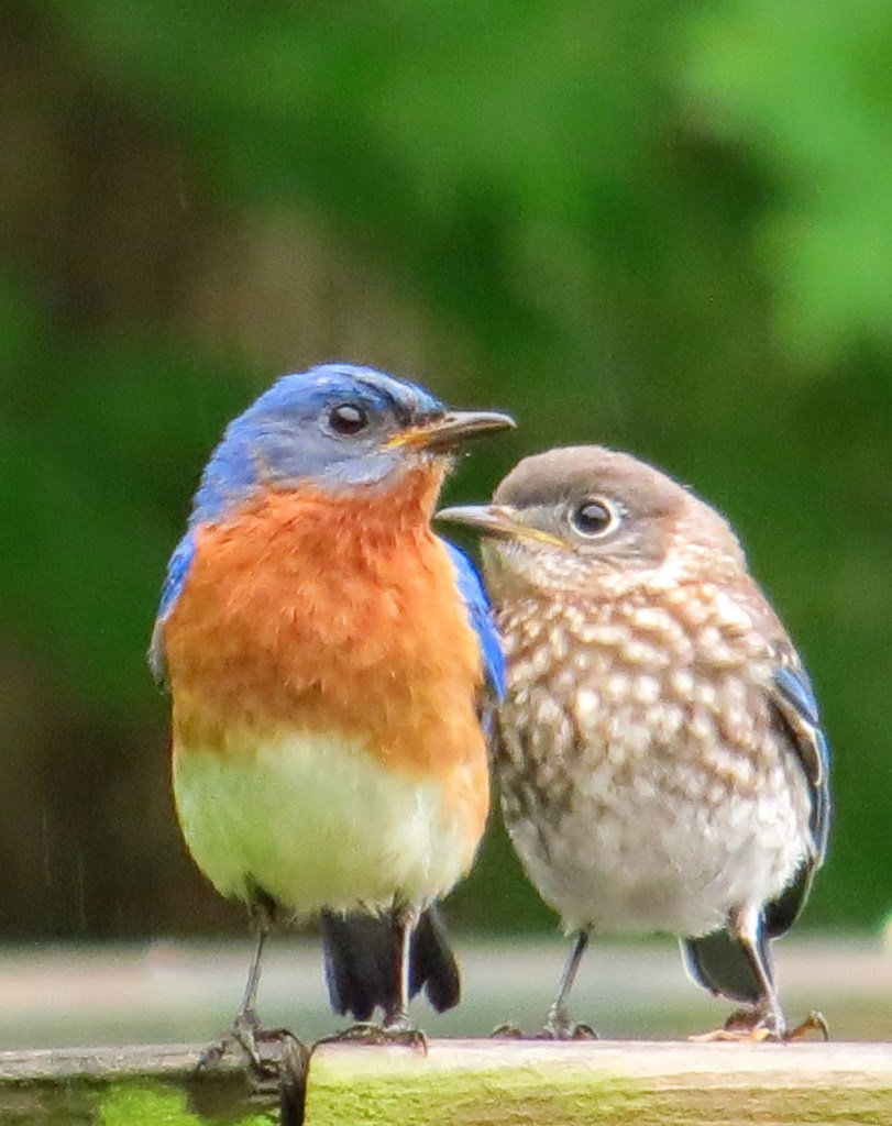 A New Bluebird Family – Yard and Pond