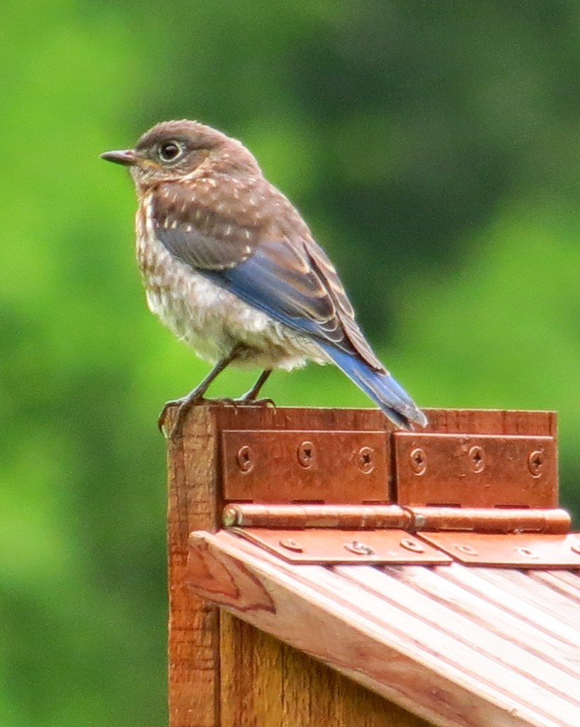 A New Bluebird Family – Yard and Pond