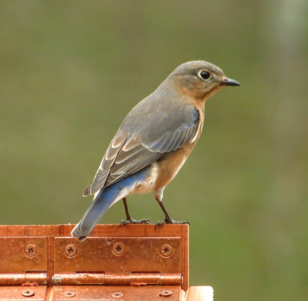 A New Bluebird Family – Yard and Pond