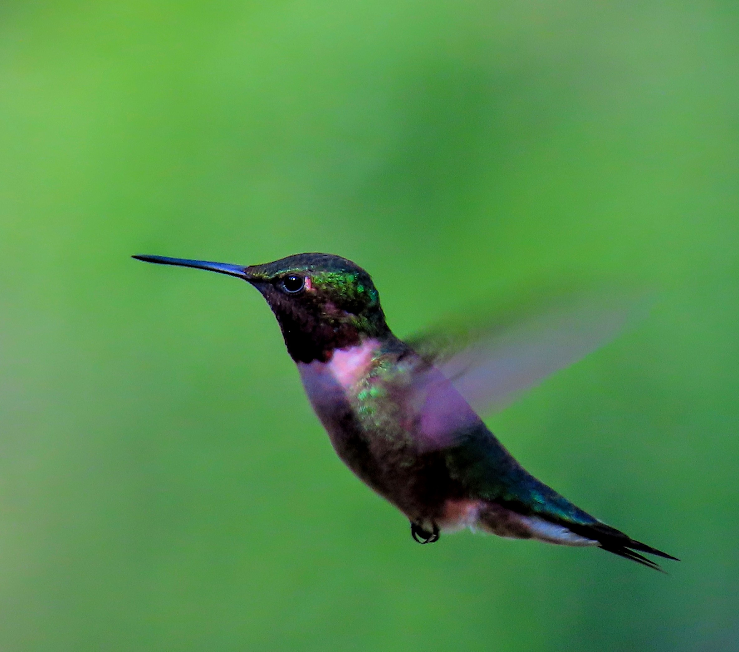 Spring Hummingbirds – Yard and Pond