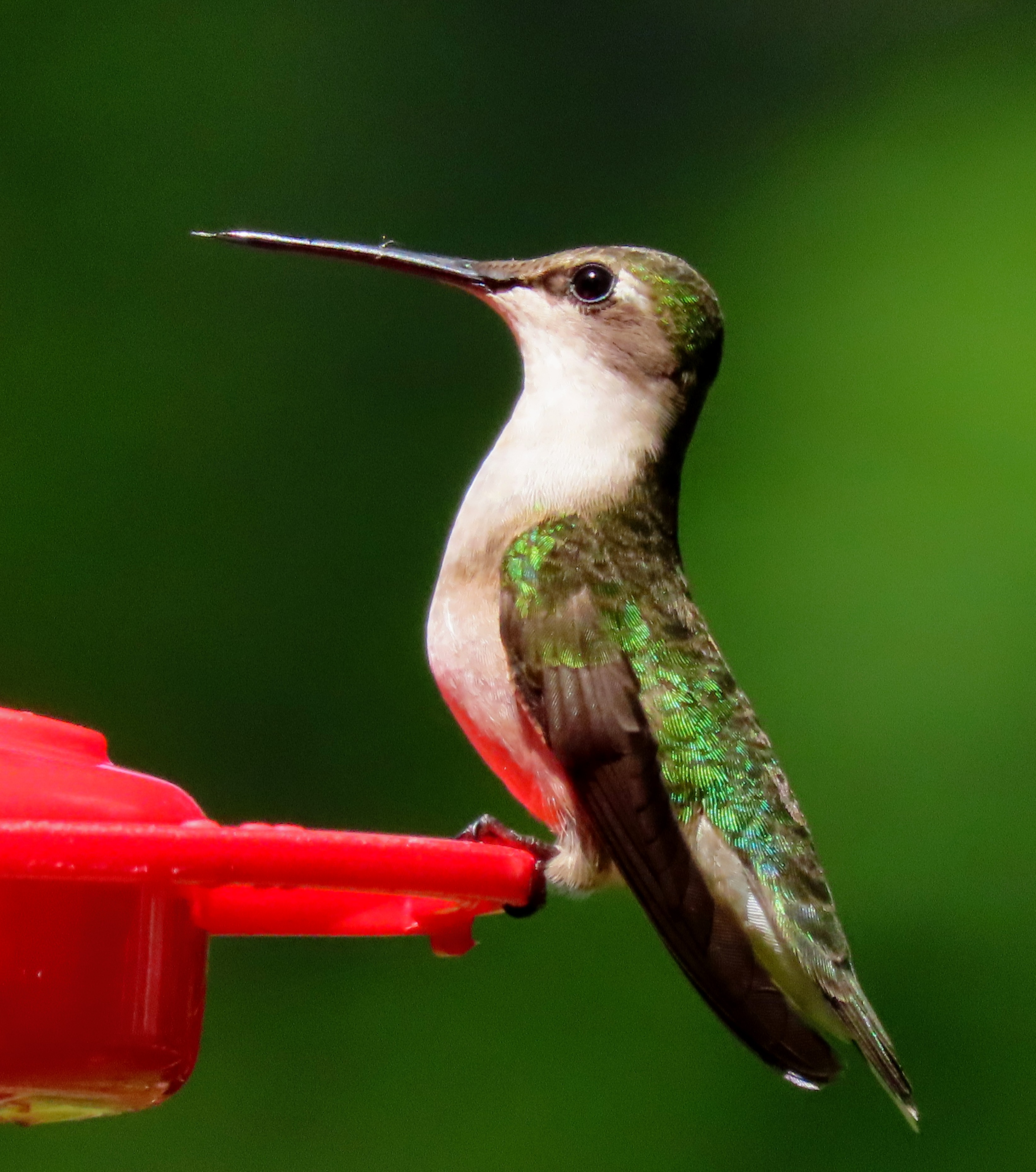 Spring Hummingbirds – Yard and Pond