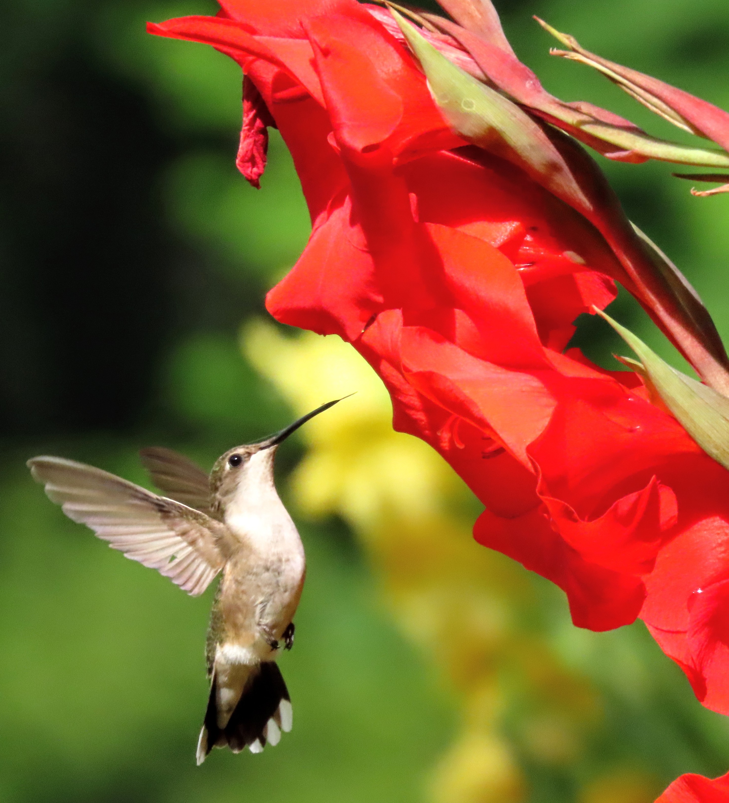 Spring Hummingbirds – Yard and Pond