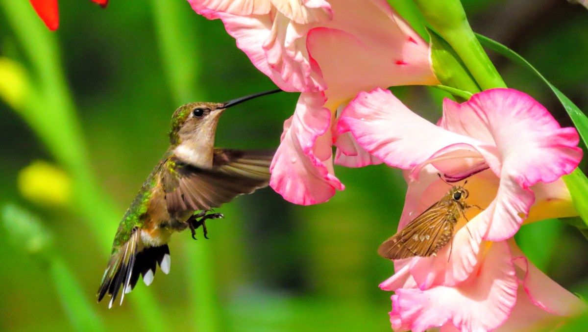 Spring Hummingbirds – Yard and Pond